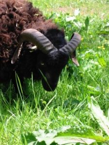 Ouessant Schafe aus Alpirsbach - Kleine Schafe im Schwarzwald