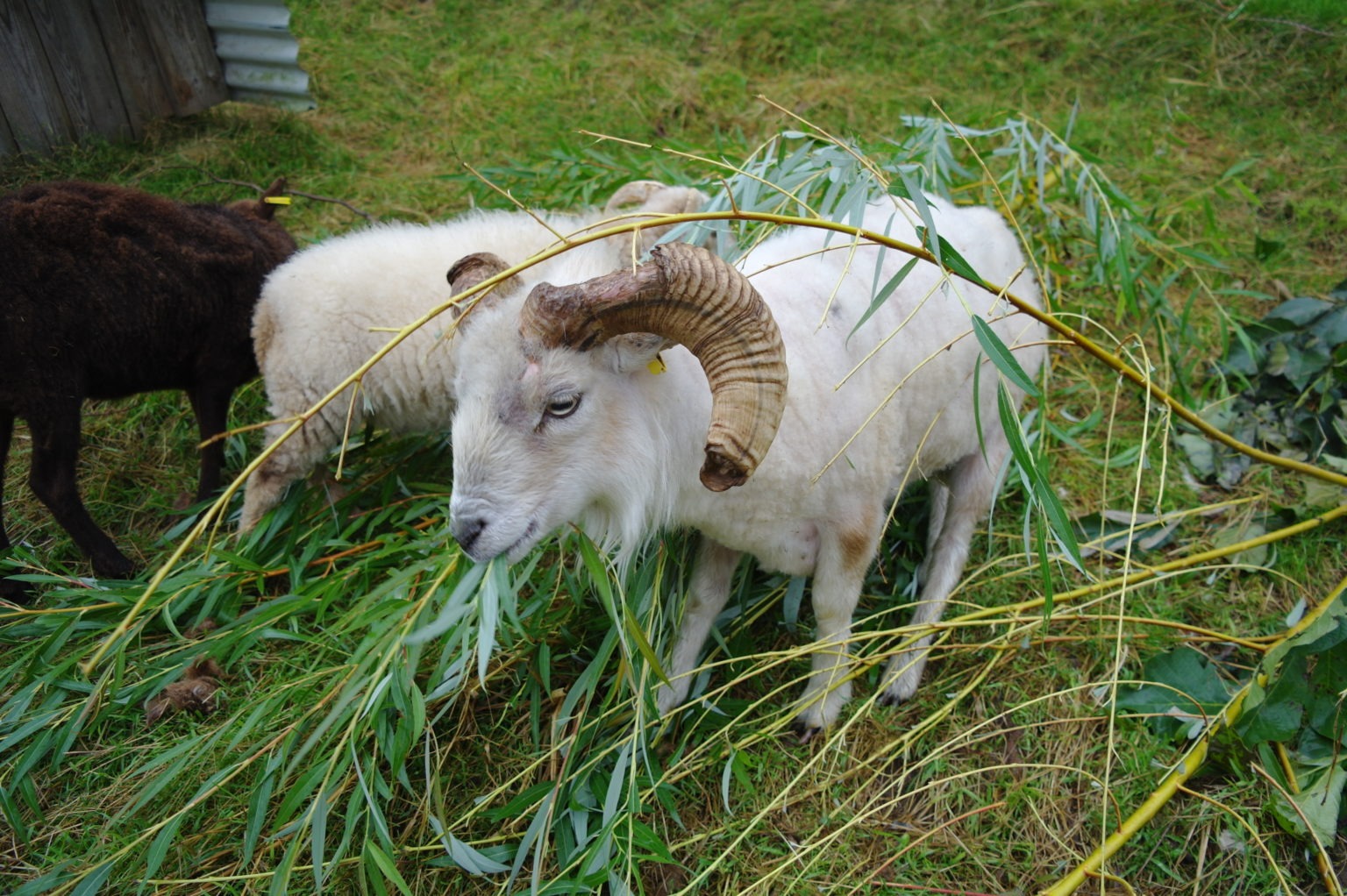 Ouessant Schafe aus Alpirsbach - Kleine Schafe im Schwarzwald