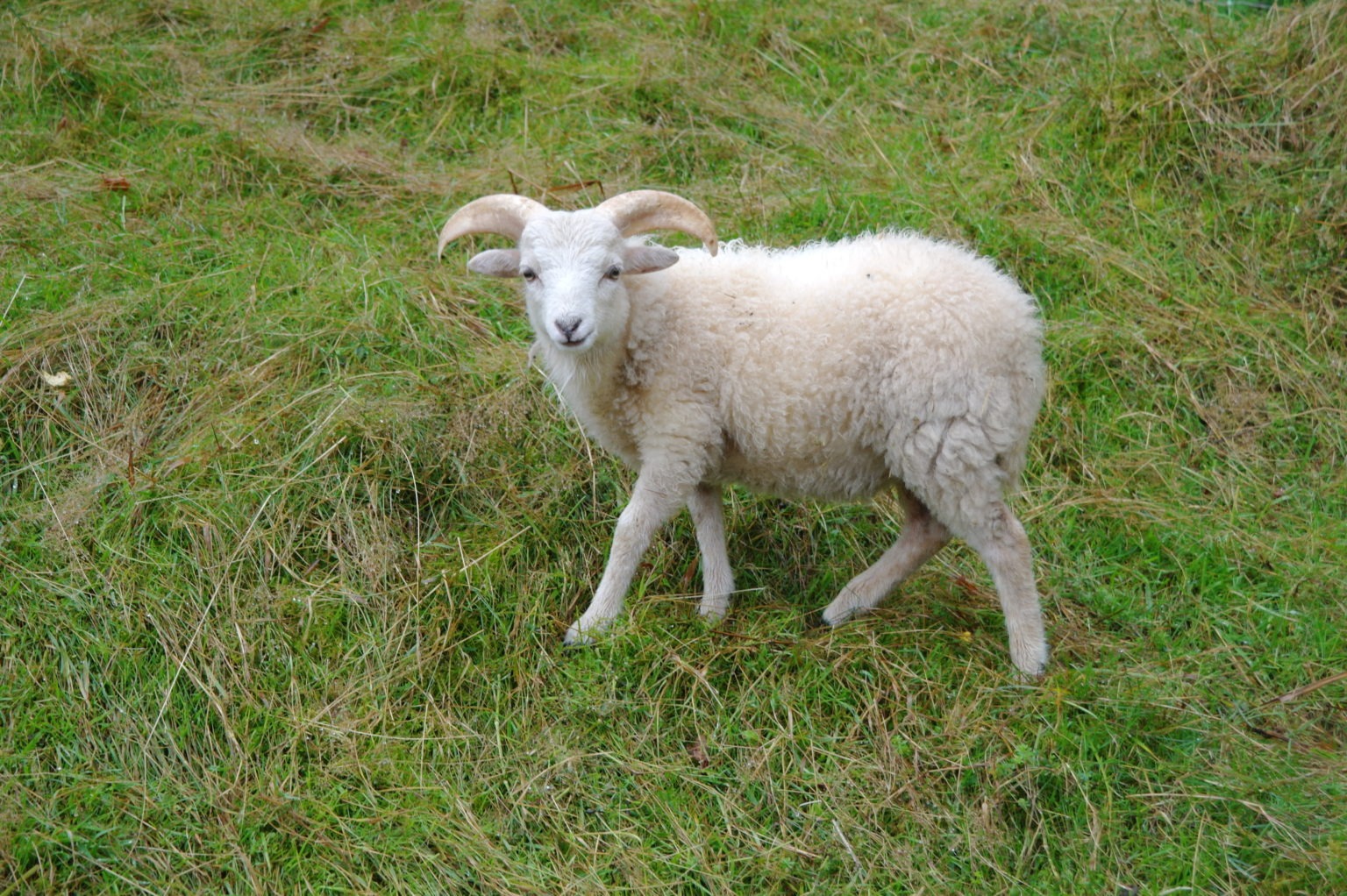 Ouessant Schafe aus Alpirsbach - Kleine Schafe im Schwarzwald
