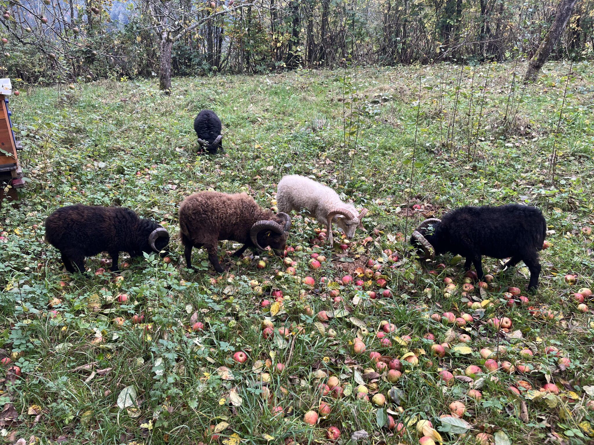 Ouessant Schafe aus Alpirsbach - Kleine Schafe im Schwarzwald